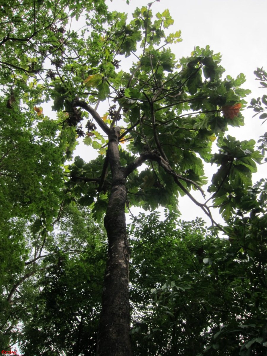 Coley's Just Saying...: Pinto Art Museum in Antipolo