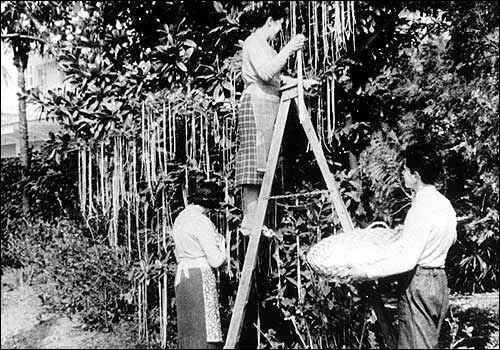 Bytes: The 1957 Swiss spaghetti harvest