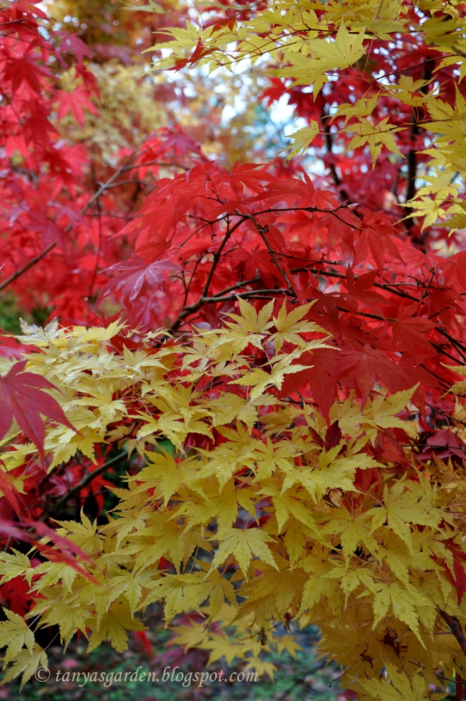MySecretGarden: Japanese Maples. Picture Gallery