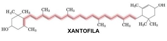 Xantófilas