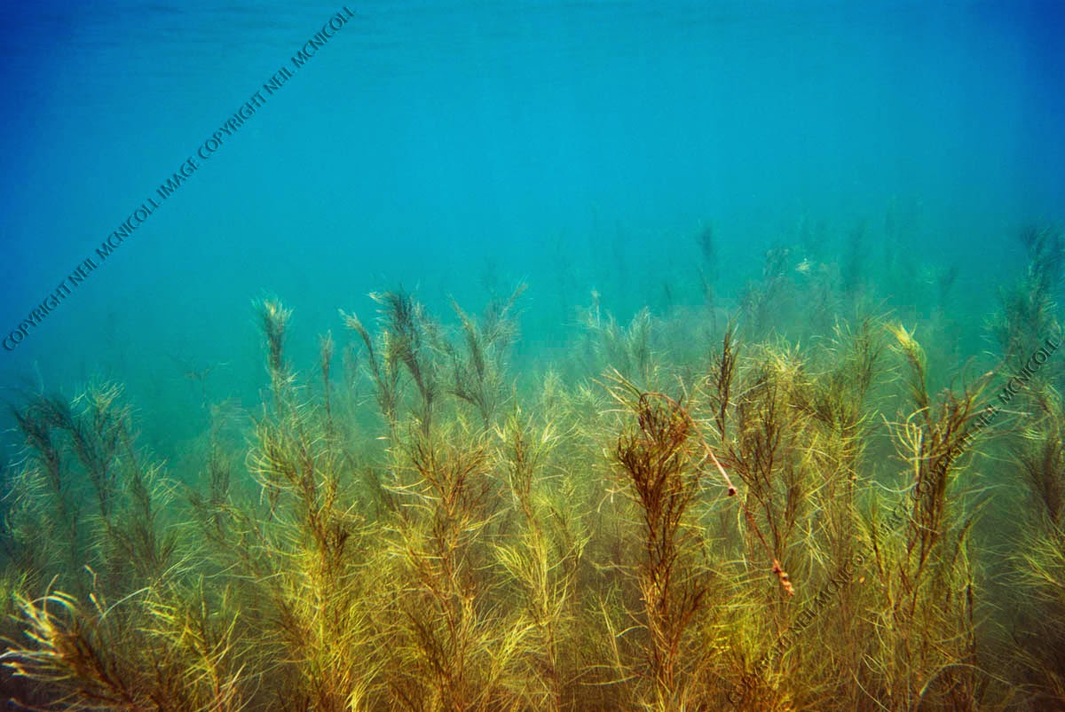 Freshwater Fish Photographs: Scenery