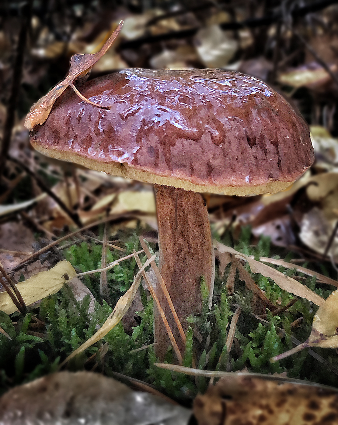 Spiegelglanz.Blogspot.com: Zierde am Kopf