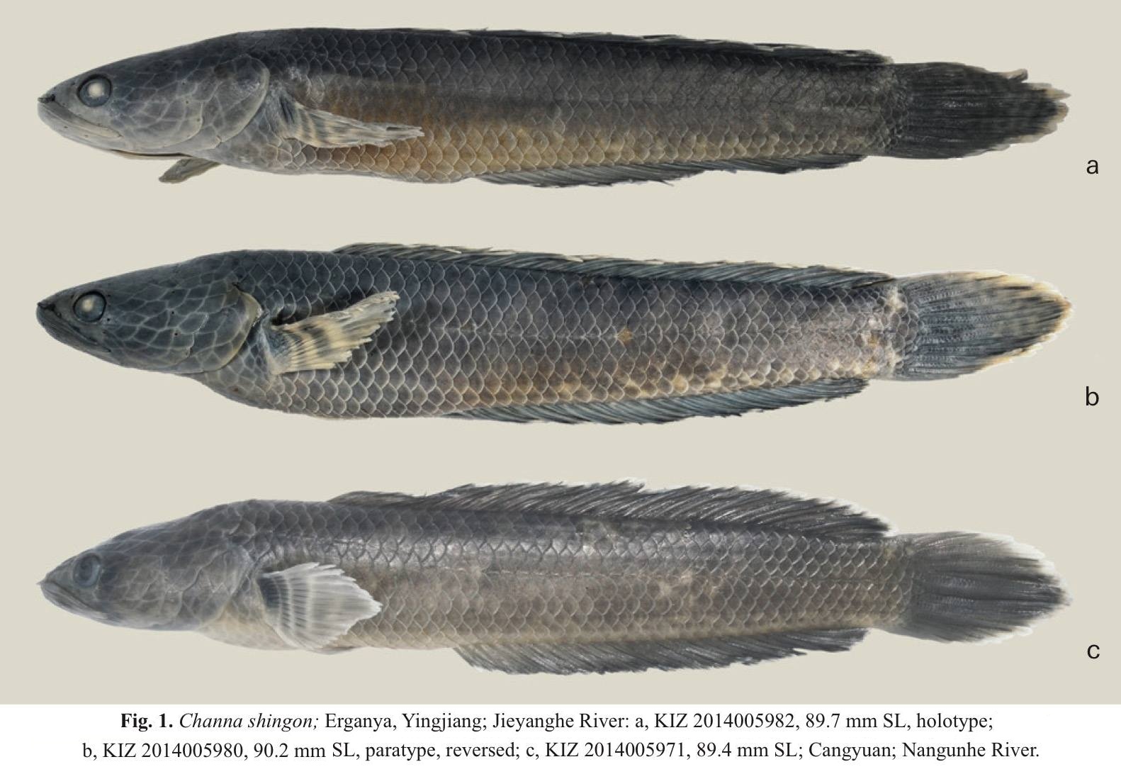 Species New to Science: [Ichthyology • 2017] Channa shingon • A New ...