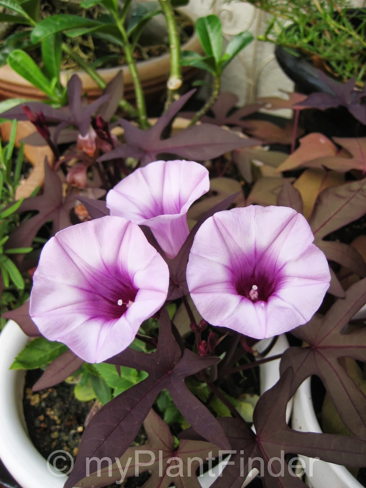 MY PLANT FINDER | Plant Guide: Ipomoea batatas cultivar