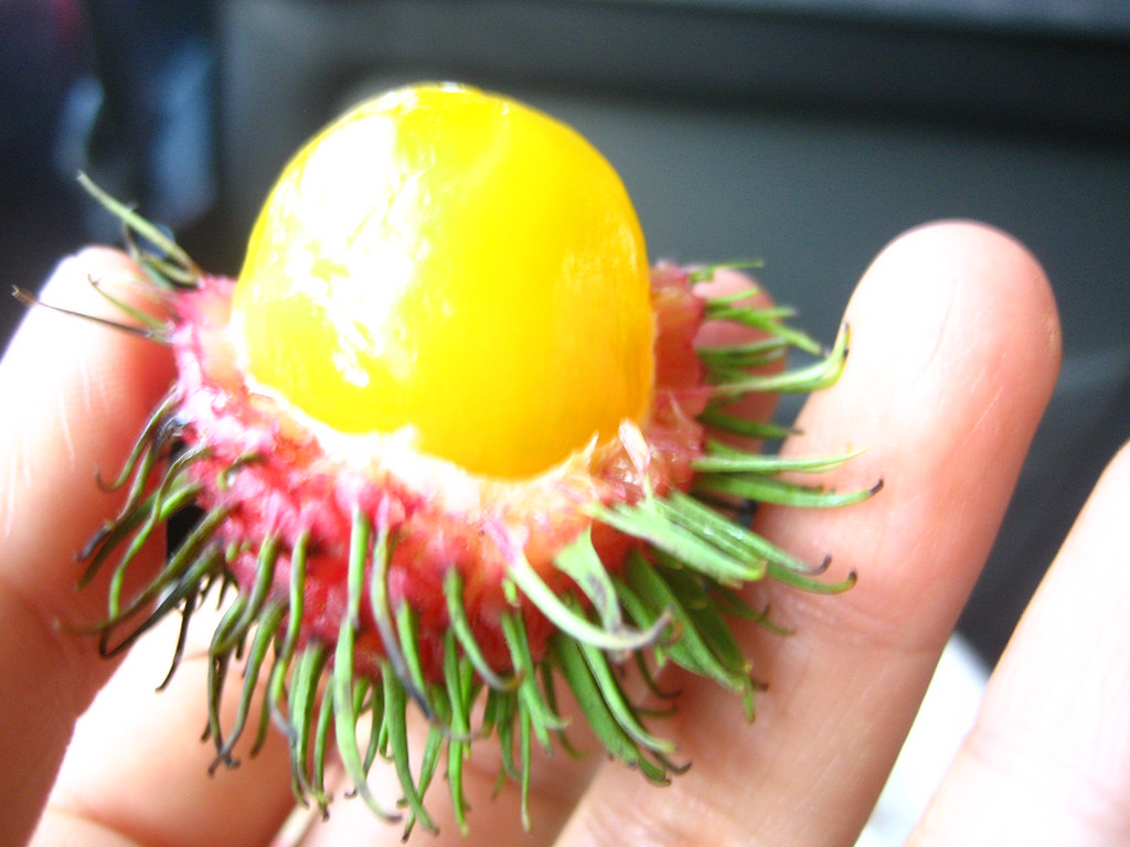 47+ Rambutan Kuning, Untuk Mempercantik Hunian