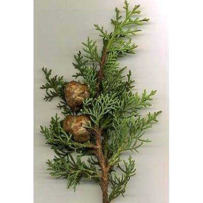 By Garden: GERMINACION DE SEMILLAS DE CIPRÉS