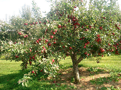 The Delicious Truth: We Win! Antibiotics in Apple and Pear Growing to End