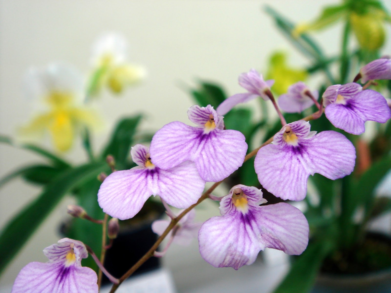 Ionopsis utricularioides care and culture | Travaldo's blog