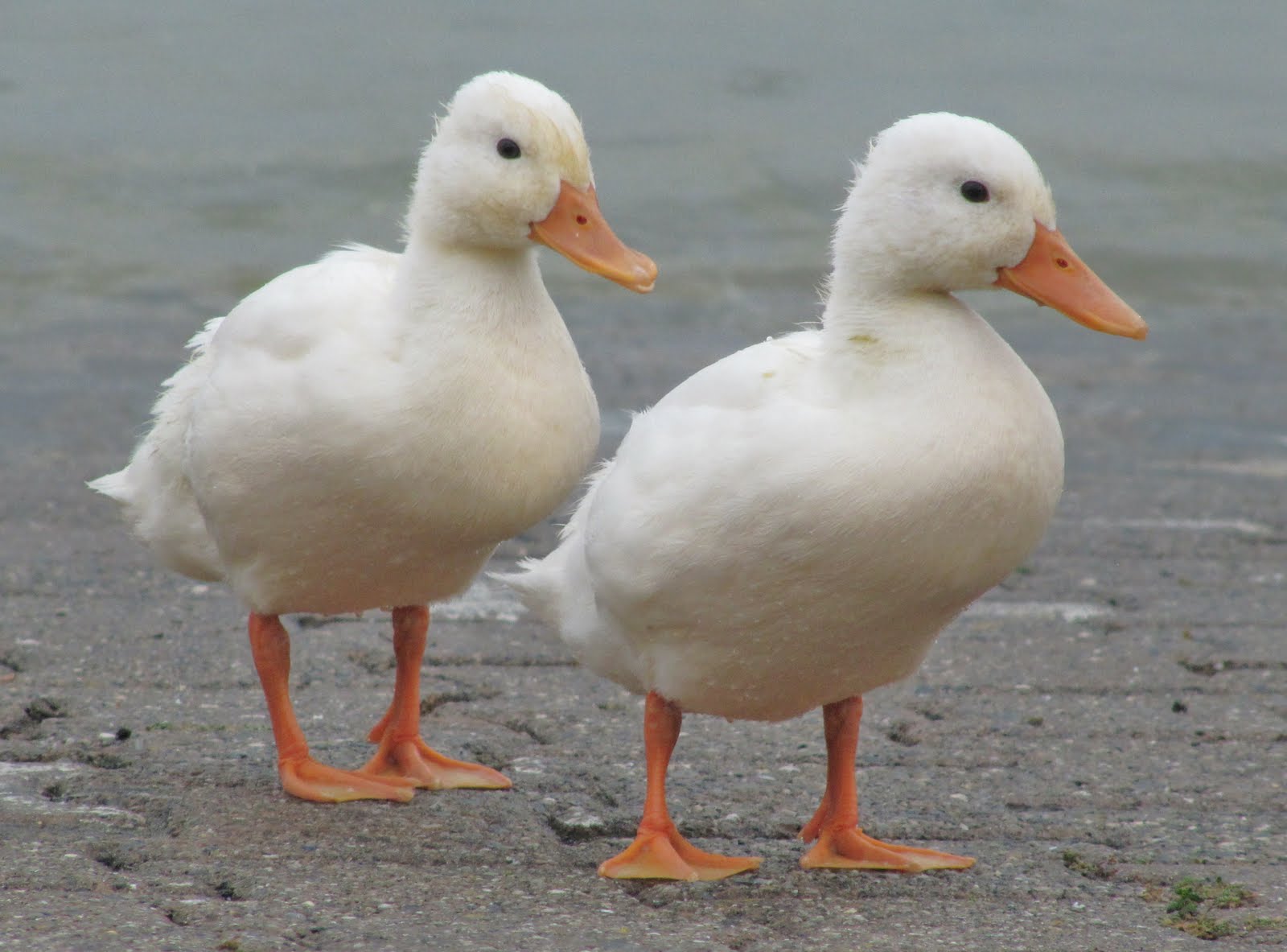 LE MAXIMUM: Jeune canard blanc - photo et fond d'écran gratuit