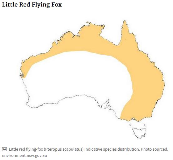 Info on Bats | Flying Foxes Facts: What you need to know