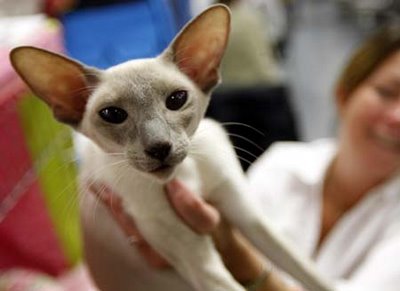 Siamese Cats Home - your cat will be happy!