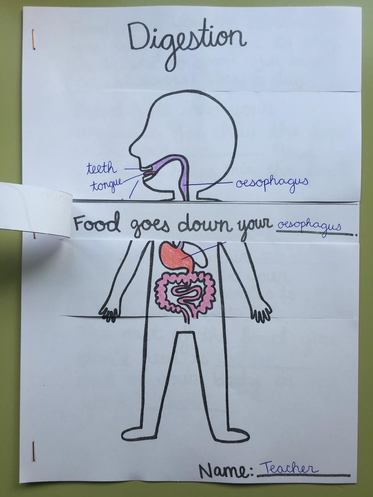 PROYECTO BILINGÜE: A Sneak Peak: Digestion projects for 2nd grade