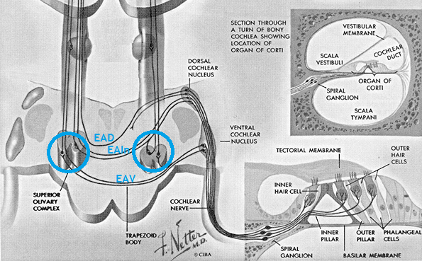 Vía Auditiva: Vía Aferente ~ Audiología didáctica para estudiantes