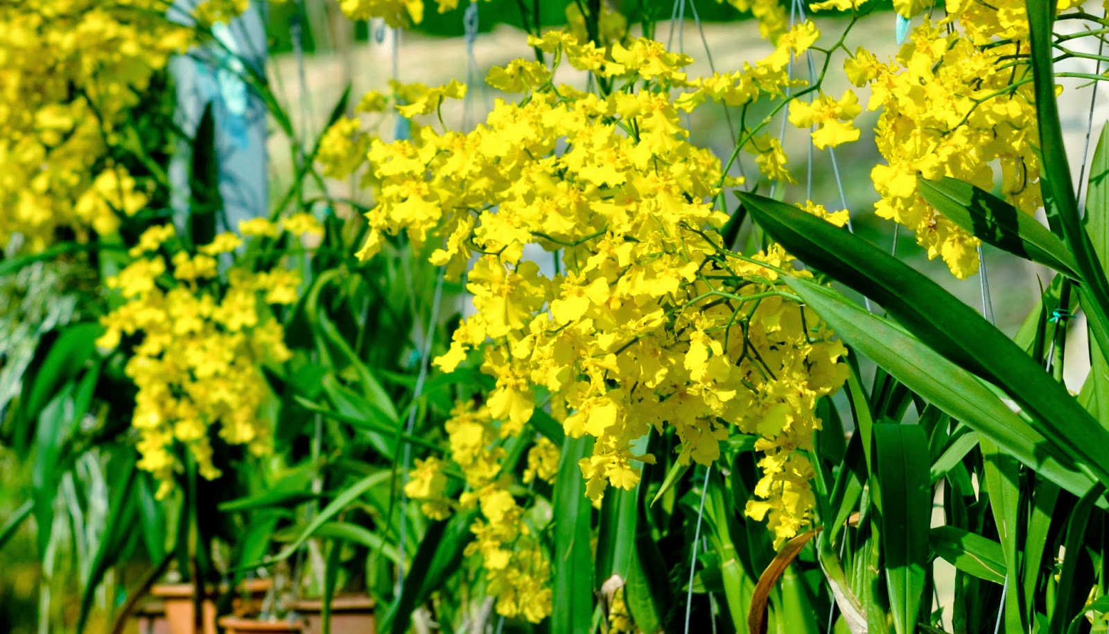 4 da Love of Orchids: Golden Angel or Oncidium Gower Ramsey