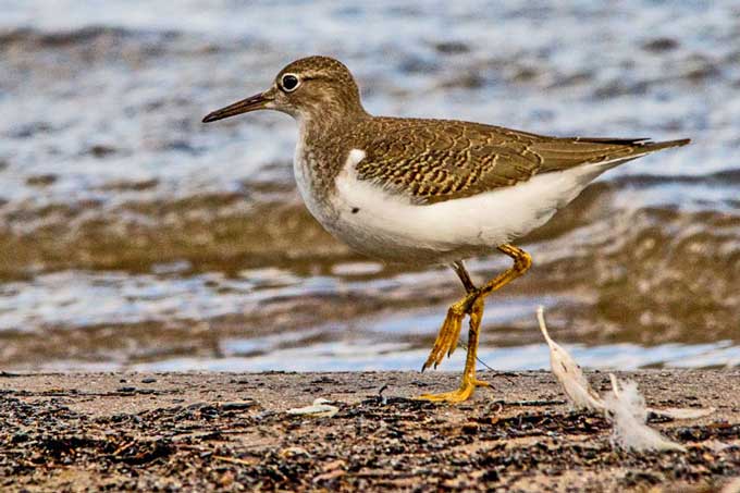 East Gwillimbury CameraGirl: Spotted Sandpiper/Wild Bird