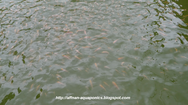 Affnan's Aquaponics: Fresh Tilapia Fingerling