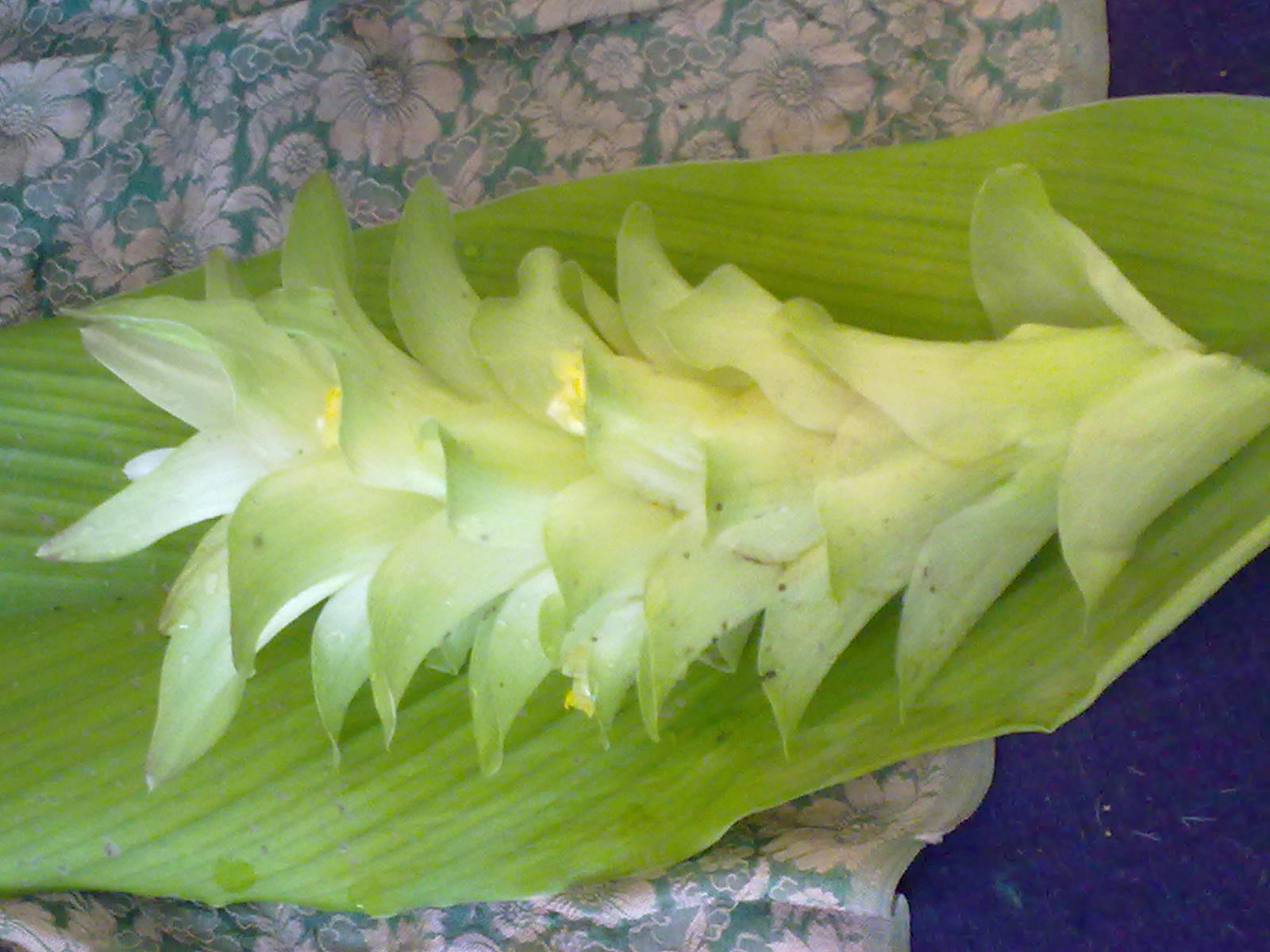 Manfaatkan masa menghasilkan kemanfaatan: Bunga Kunyit