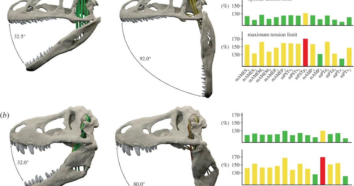 Earth and Space News: Dinosaur Jaw Gape of Allosaurus, Erlikosaurus and ...