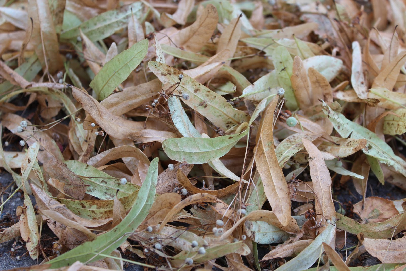 Maya Raicu - O postare pe zi!: Copilarie cu parfum de tei