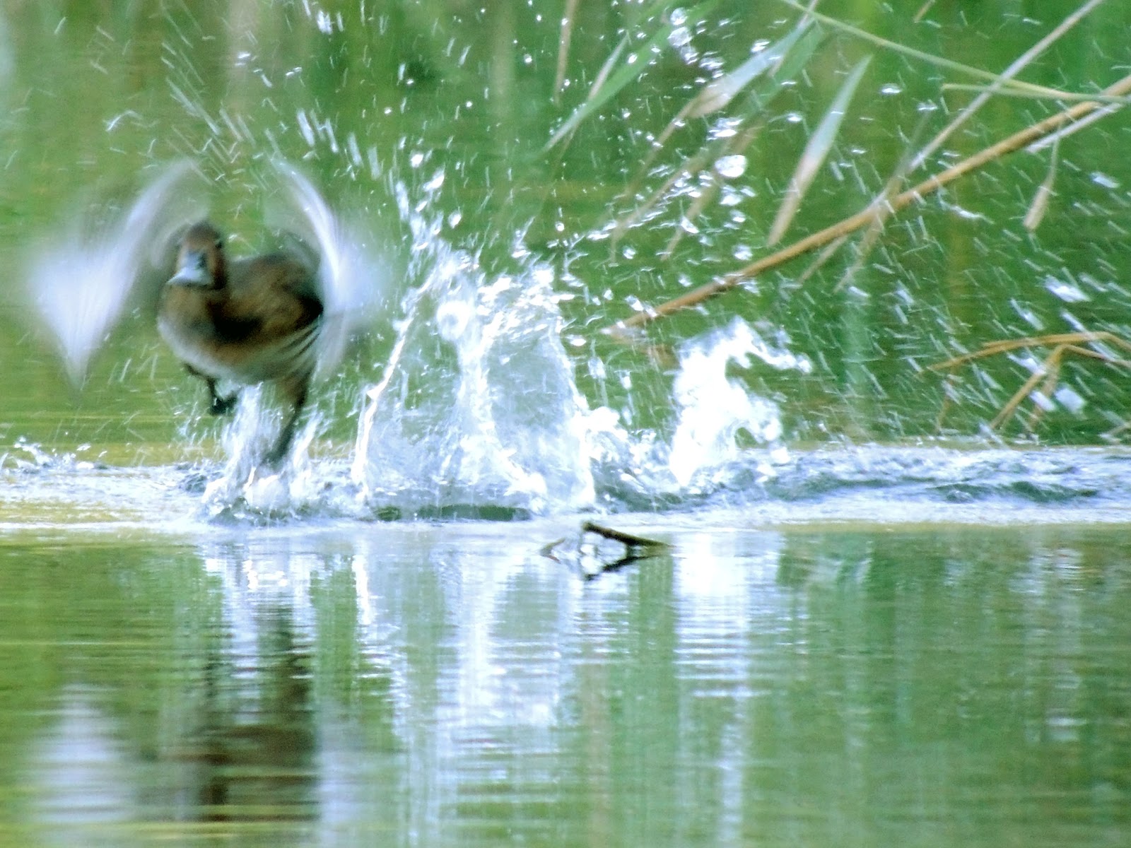 Naturaleza Viva : EL Pato de Rio ( Familia Anatidae )