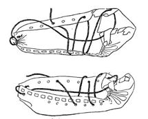 Pagini de Istorie | Istoria Romanilor | Istoria Dobrogei: Opinca