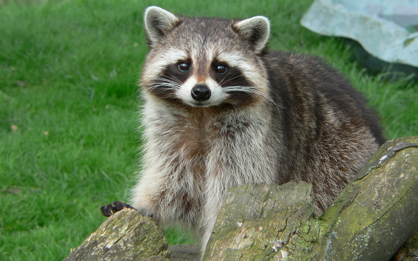 Fotos de mapaches y lemures - Fotos Bonitas de Amor | Imágenes Bonitas ...