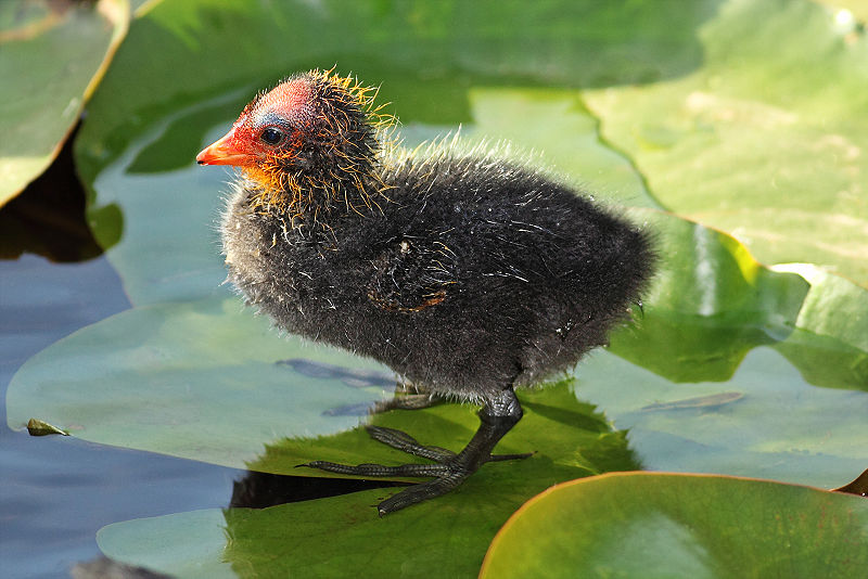 Real Monstrosities: Coot Chick
