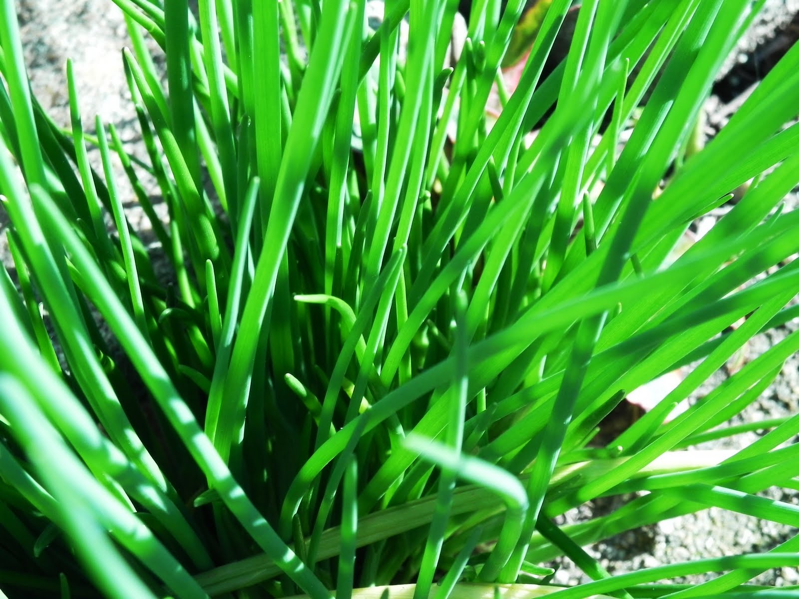 Bienvenido "A Rañada": Cebollino