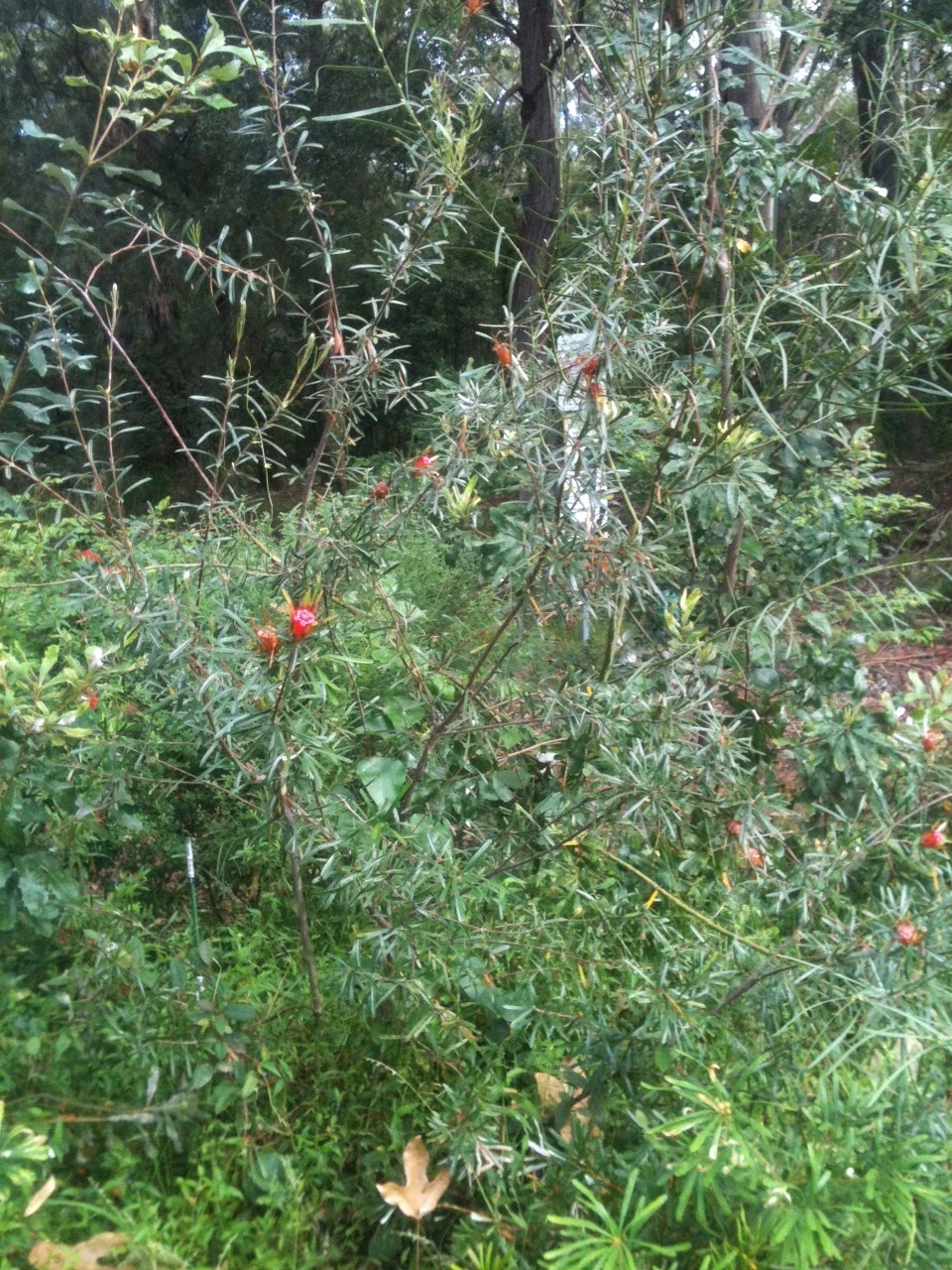 Try growing: mountain devil (Lambertia formosa) | Growing Illawarra Natives