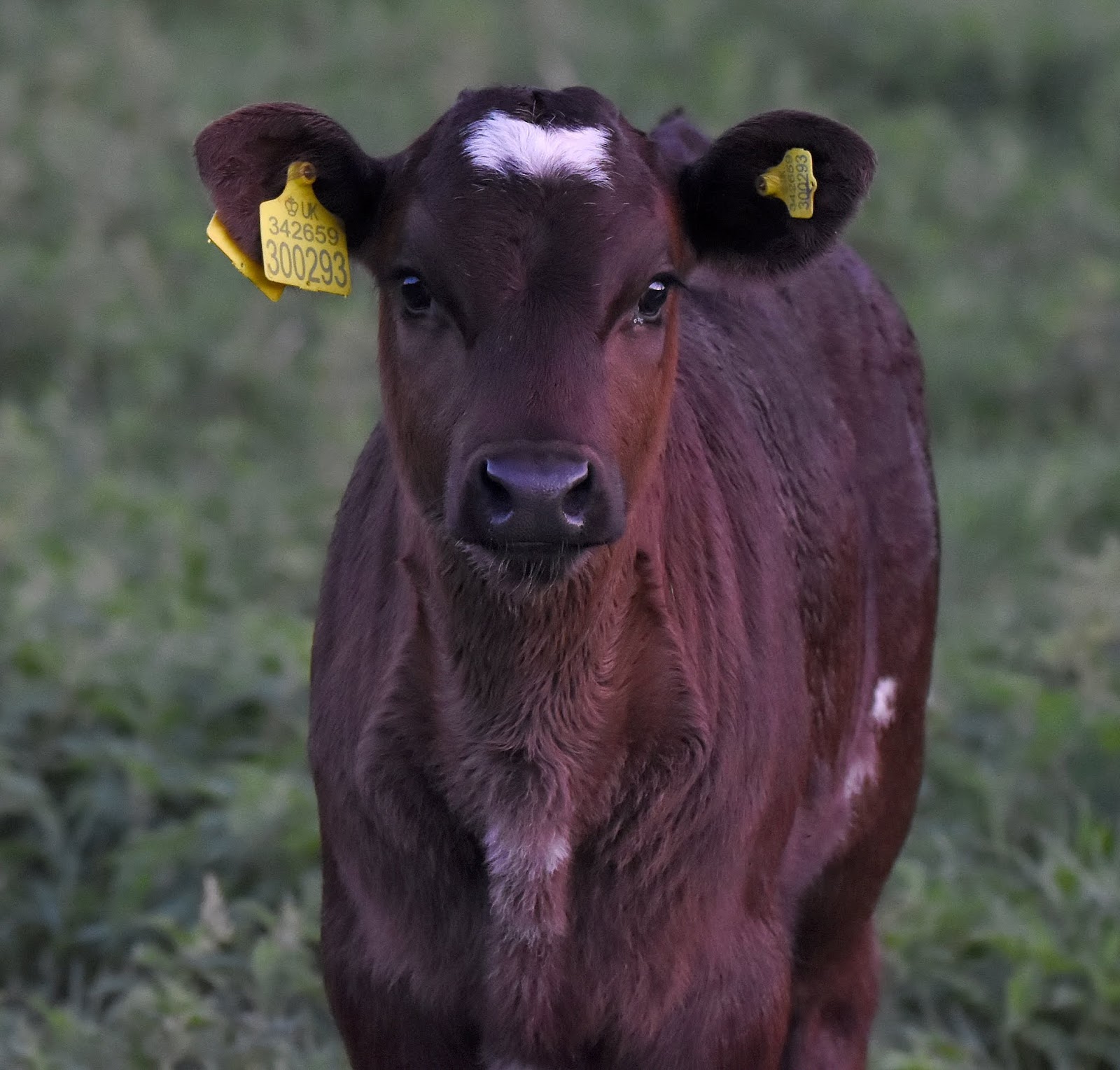 Carl Bovis Nature Photography: Osprey at Shapwick Heath!