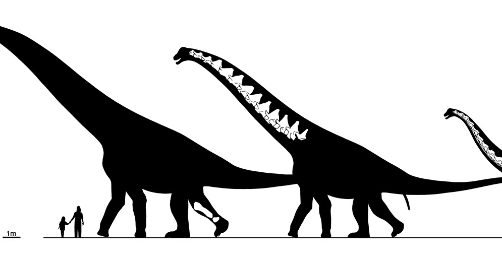 Skeletal Drawing: Assessing Alamosaurus