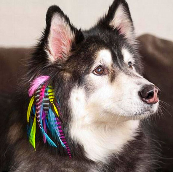 Latest Craze to Hit the Pet World: DOG Hair Extensions! | BOLD and ...