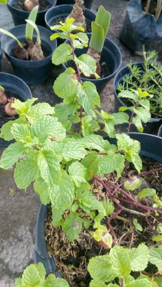 Rumah Bunga Neisha: CARA Menanam Mint Pakai Stek Batang