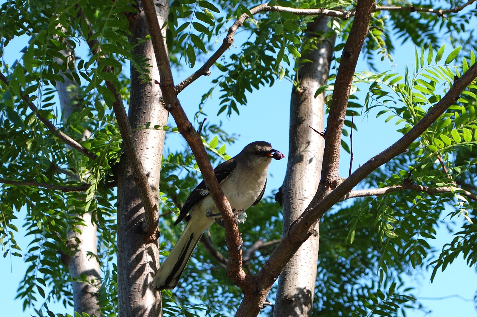 Urban Wildlife Guide: Baby Mockingbirds!