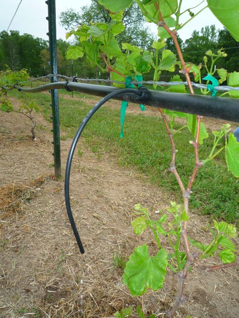 Burke's Garden: Drip Irrigation Installation for The Grapes - 2011 A