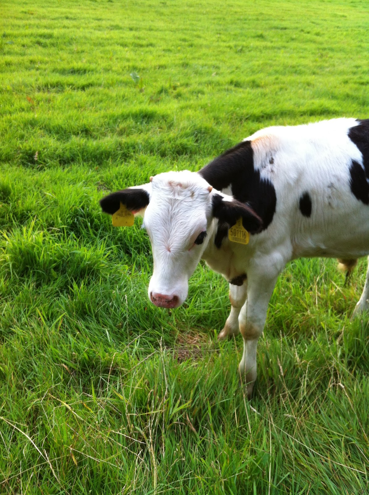 Click's Clan: Project 365+1: Days 231 - 244