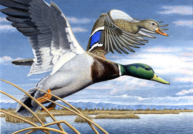 TYWKIWDBI ("Tai-Wiki-Widbee"): Federal duck stamp entries