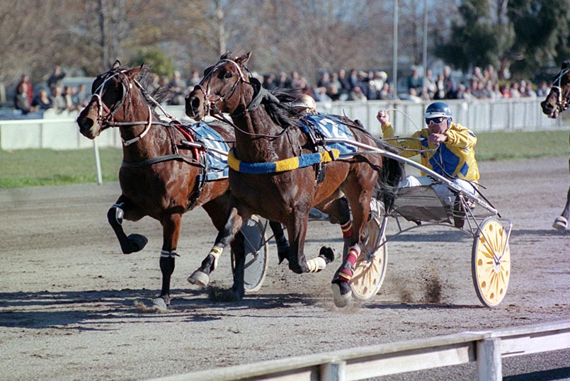 Kurt of Gerolstein: Harness Racing in New Zealand. Am I the only rat ...