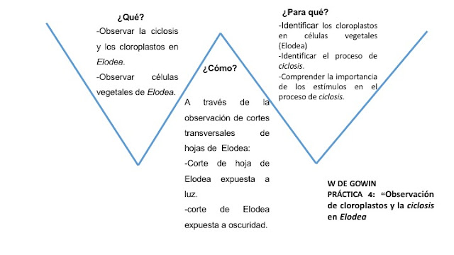 Biología 3 -Bitácora : Práctica 4- [QUINTA Y SEXTA ETAPA]-Observación ...