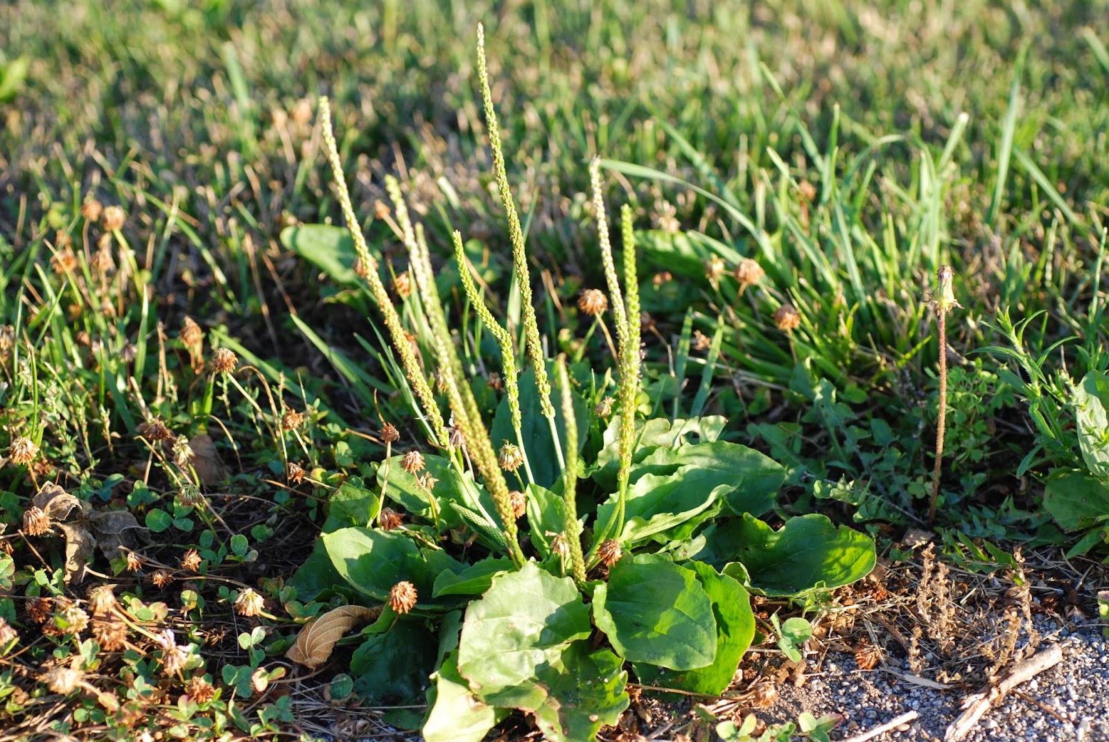 Purdue Turf Tips: Weed of the month for September 2014 is Broadleaf ...