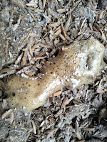 Diarrhoea or loose dropping in chickens coop and other Poultry ll ...