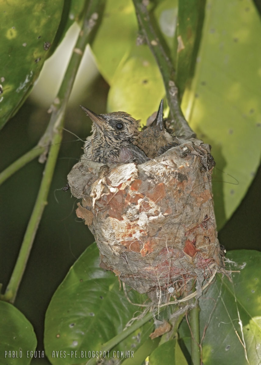 mis fotos de aves: Chlorostilbon lucidus Picaflor Verde Glittering ...