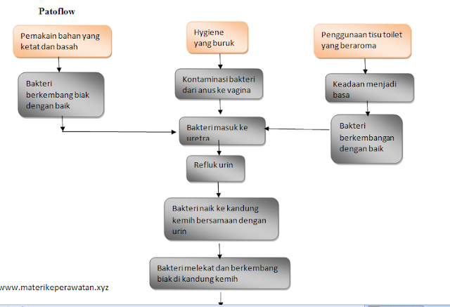 Patofisiologi dan Path Way Sistitis - Materi Siswa