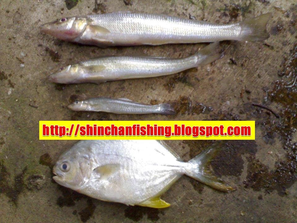 Shinchan Fishing: 2013