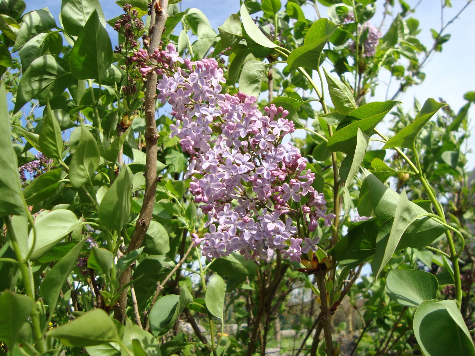 EL LILO ( Syringa vulgaris ) - El Jardín de Elbe