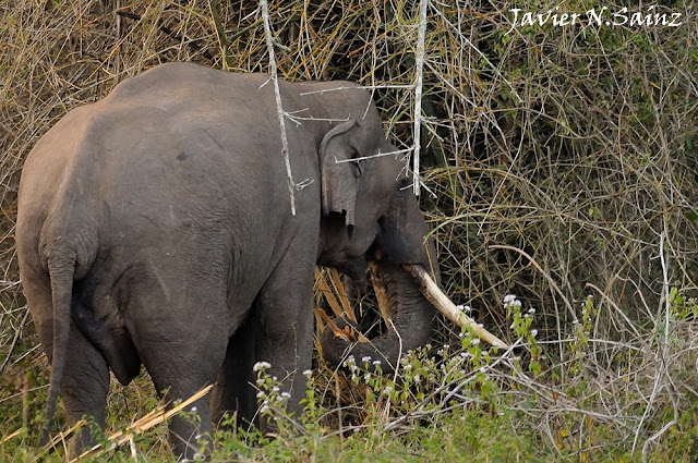 Fauna y fotografía: ELEFANTE ASIÁTICO, Elephas maximus