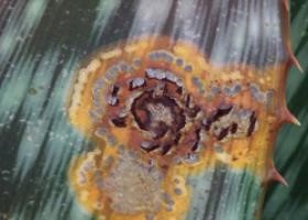 Aloe vera: Weeds, Plant Diseases and Insects