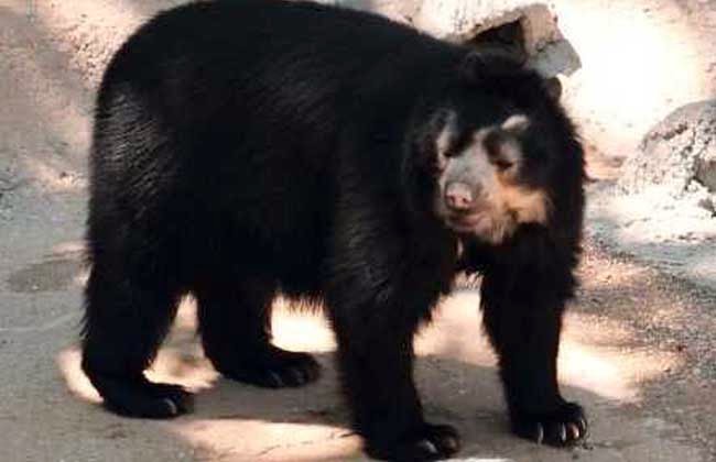 Spesies Beruang Yang Masih Ada di Dunia