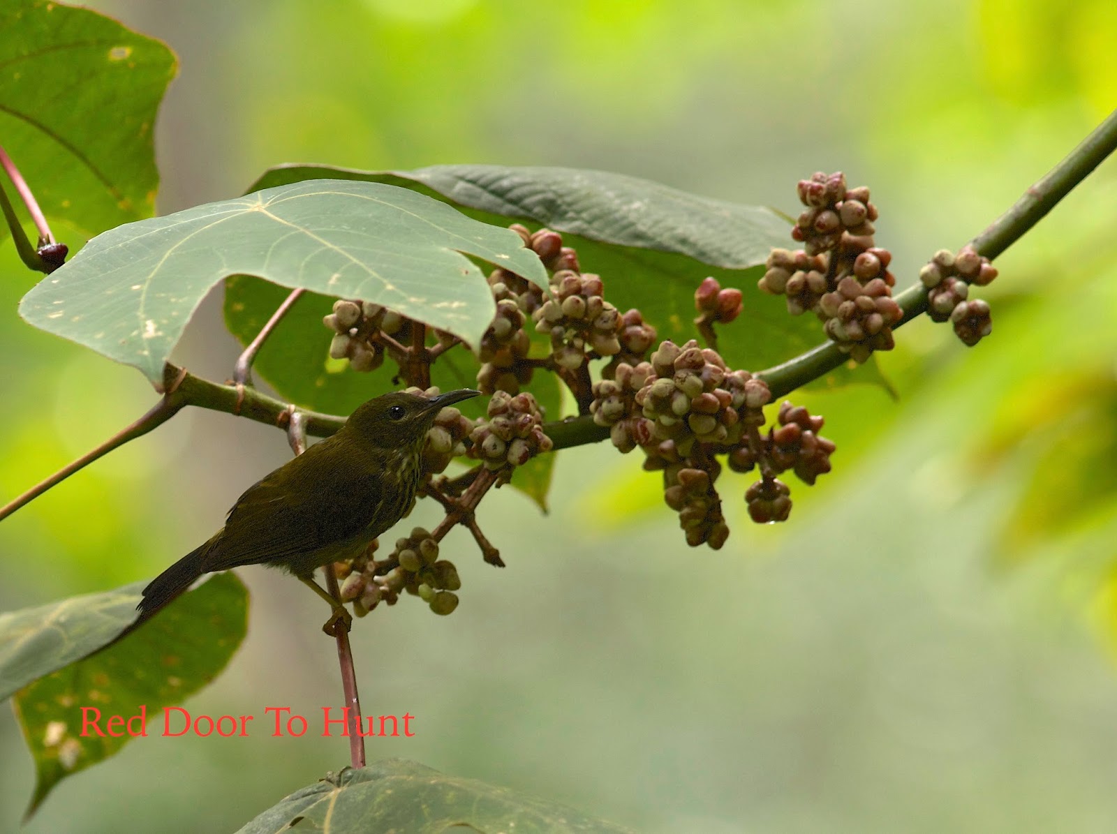 RED Door To Hunt: Pokok Mahang Biasa~Macaranga bancana~ Common Mahang.