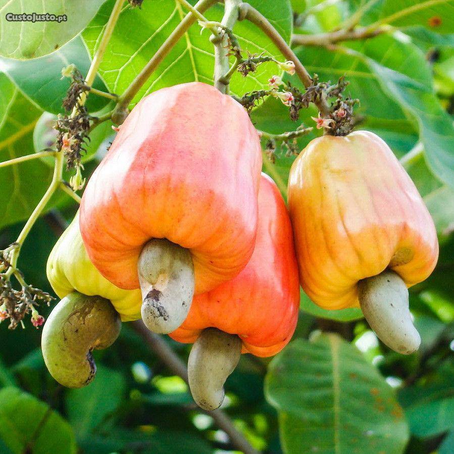 Caju (Anacardium occidentale)